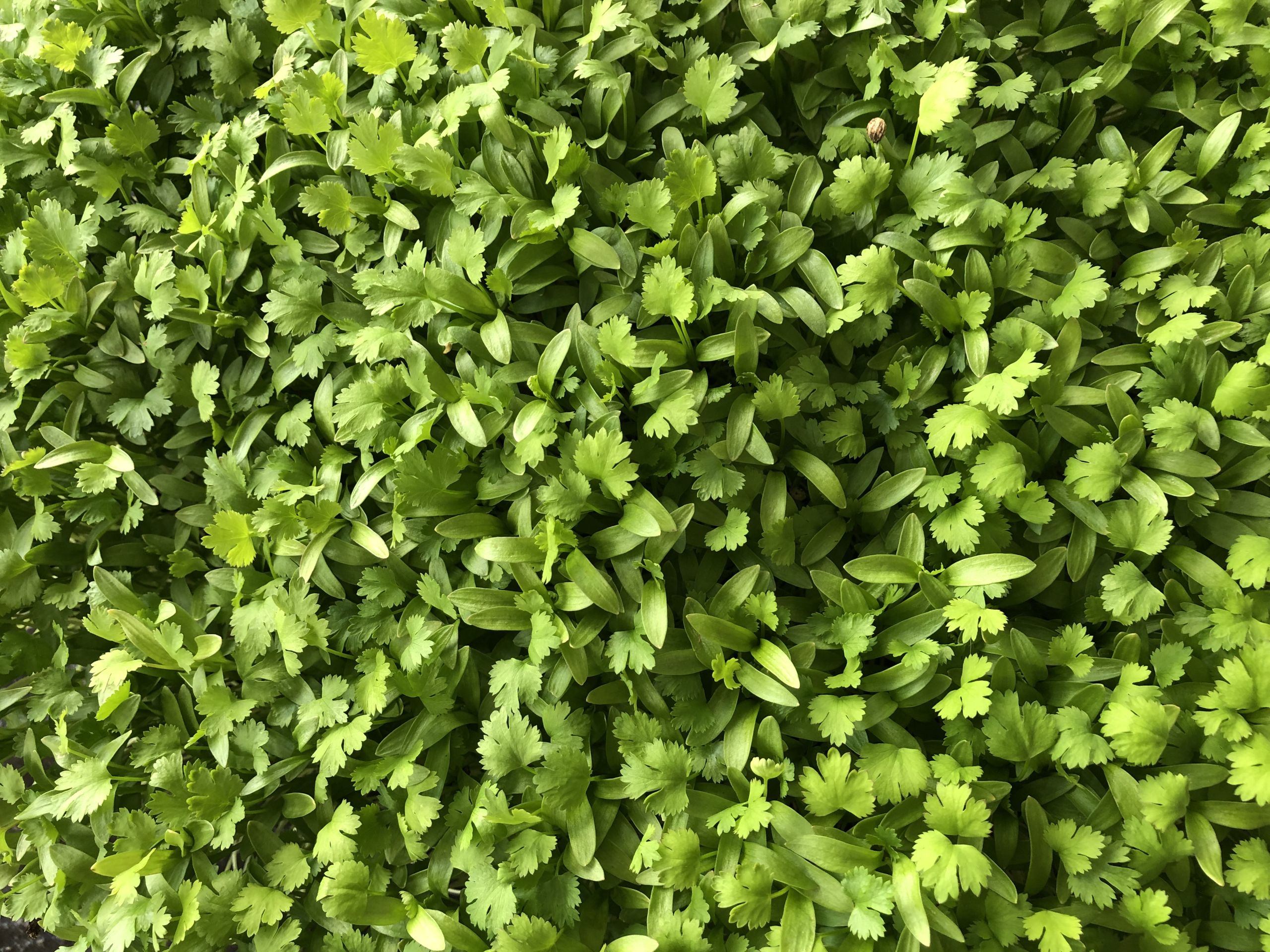 Cilantro Microgreens